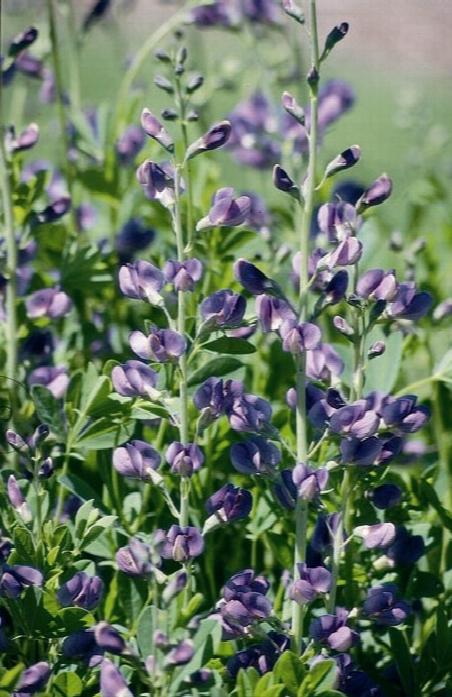 Baptisia – False Blue Indigo #1 - Jerry's Landscape Nursery
