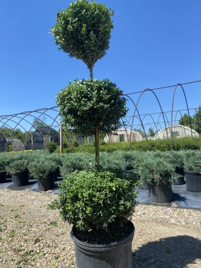 Boxwood – Green Mountain Poodle #7 and #10 - Jerry's Landscape Nursery