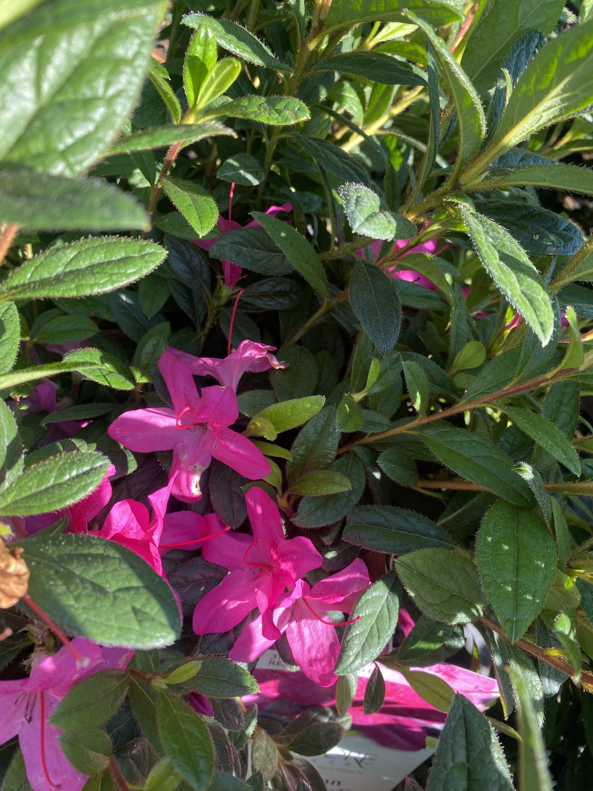 Azaleas – Encore ‘Autumn Amethyst’ #3 - Jerry's Landscape Nursery