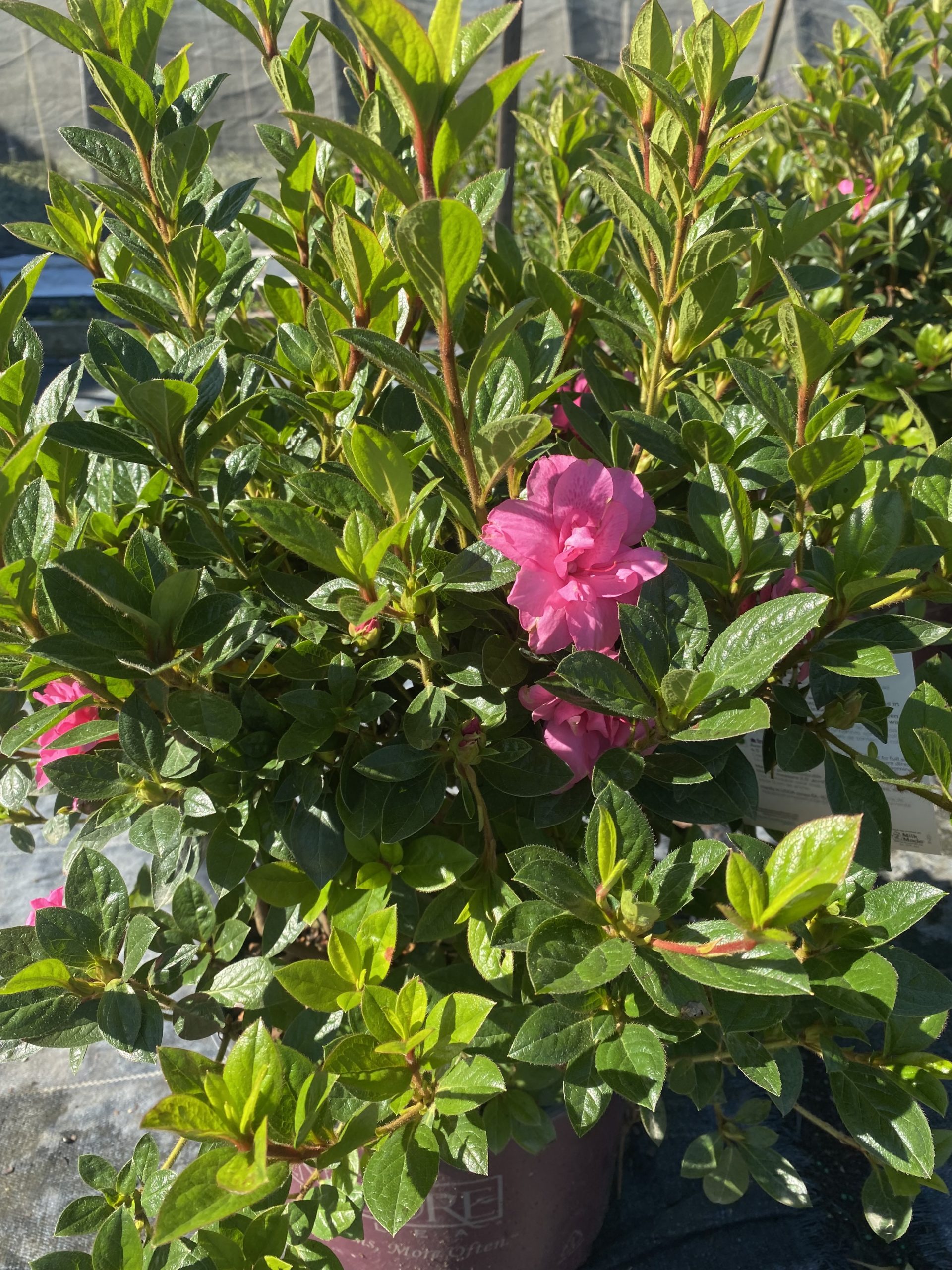 Azaleas – Encore ‘Autumn Carnation’ #3 - Jerry's Landscape Nursery