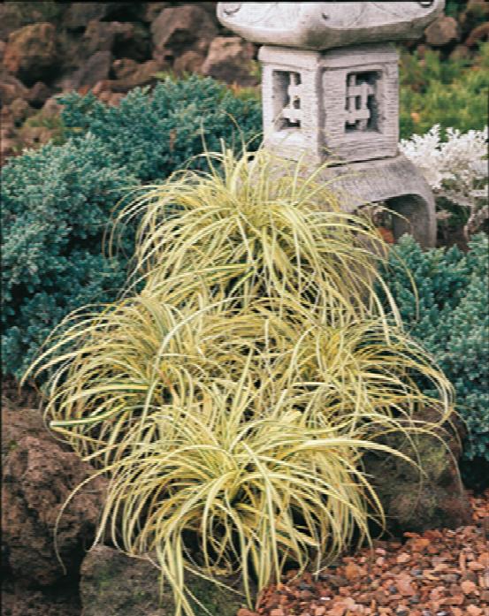 Grasses – Evergold Sedge #1 - Jerry's Landscape Nursery