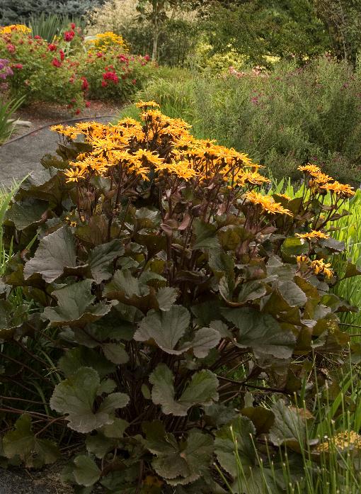 Ligularia #1 - Jerry's Landscape Nursery