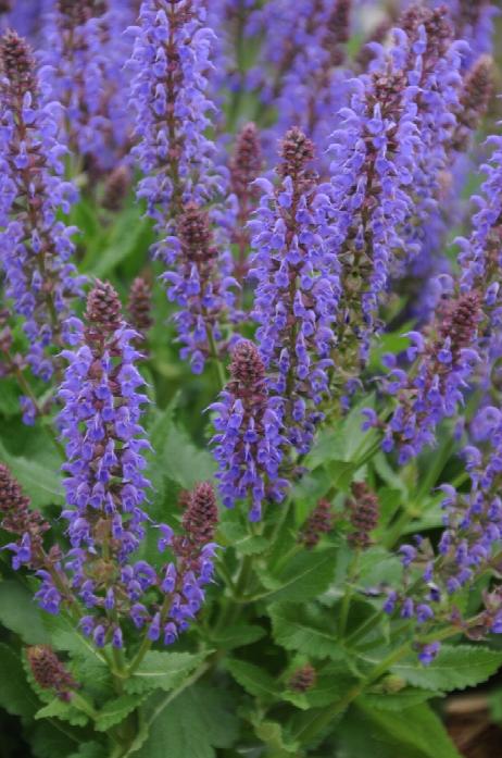 Salvia – May Night #1 - Jerry's Landscape Nursery