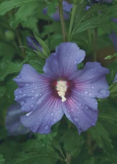 Althea – Blue #5 - Jerry's Landscape Nursery