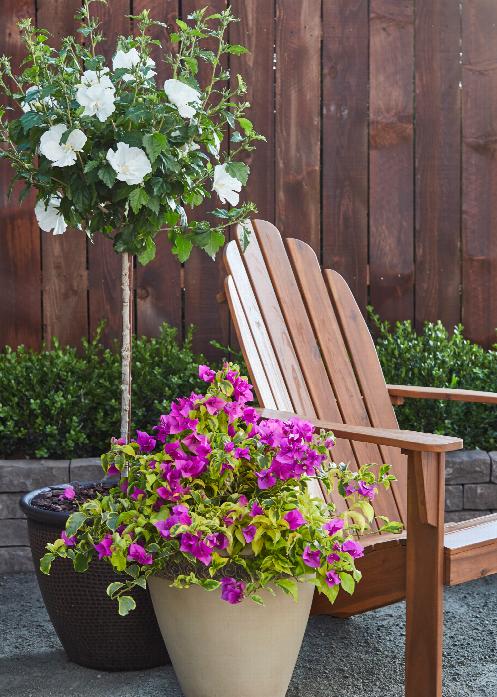 Althea Tree – White #7 - Jerry's Landscape Nursery