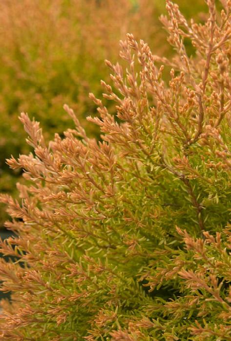 Arborvitae – Fire Chief #2/#3 - Jerry's Landscape Nursery