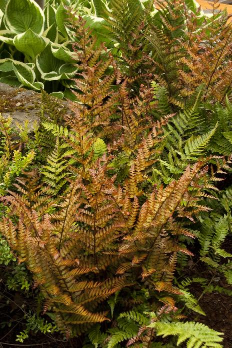Autumn Fern #1 - Jerry's Landscape Nursery