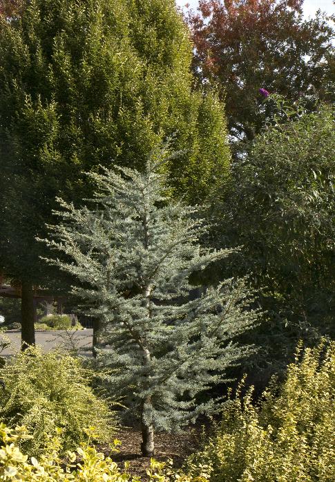 Cedar – Horstmann Blue Atlas (Various Sizes) - Jerry's Landscape Nursery