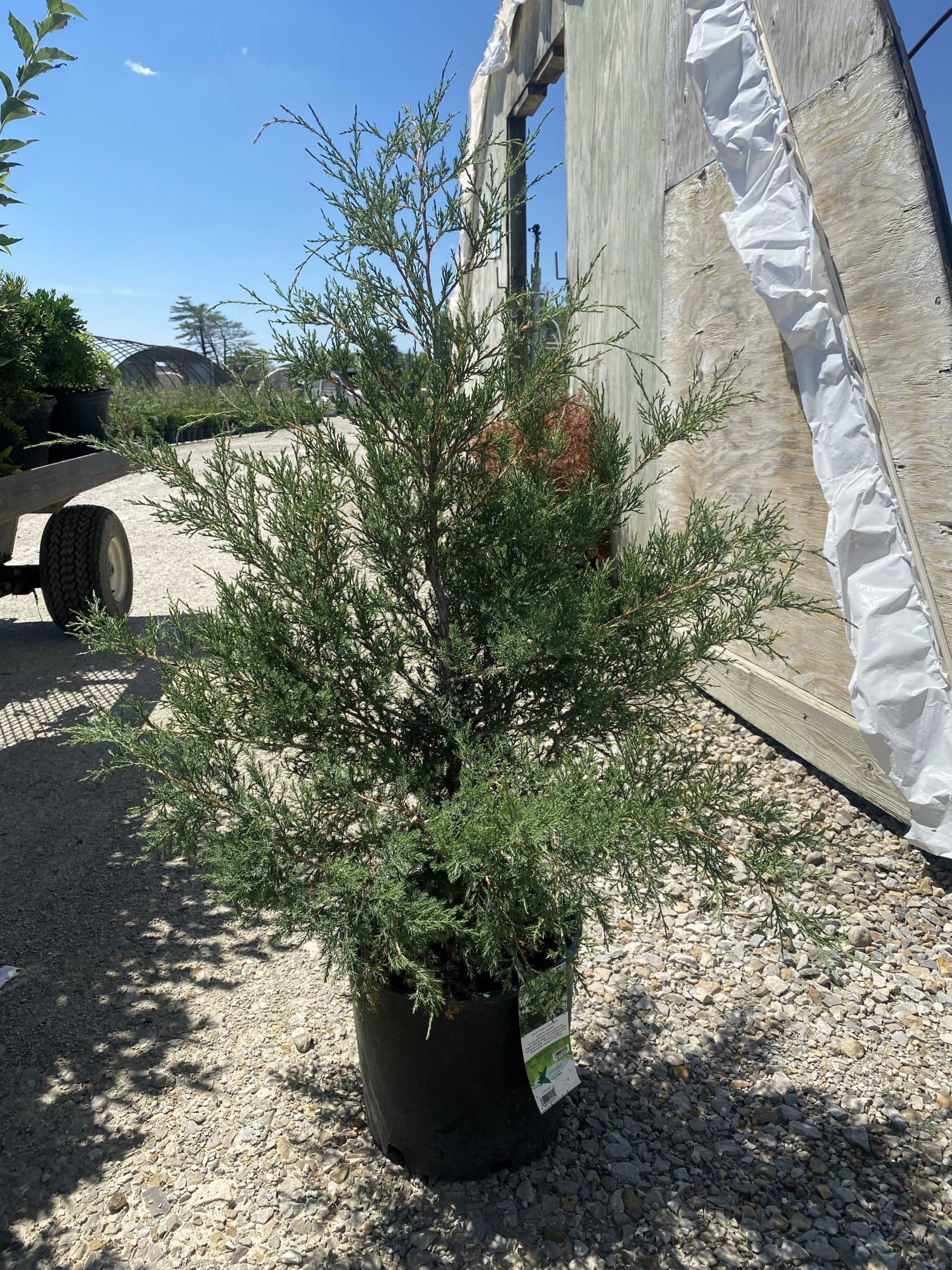 Cedar – Red B&B 5-6′ - Jerry's Landscape Nursery