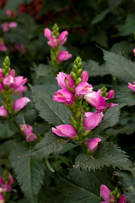 Chelone – Pink Turtlehead #1 - Jerry's Landscape Nursery