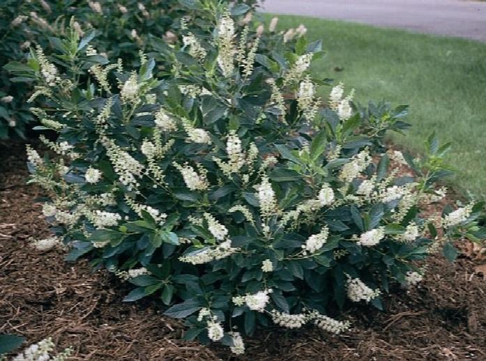 Clethra – Hummingbird #3/#5 - Jerry's Landscape Nursery