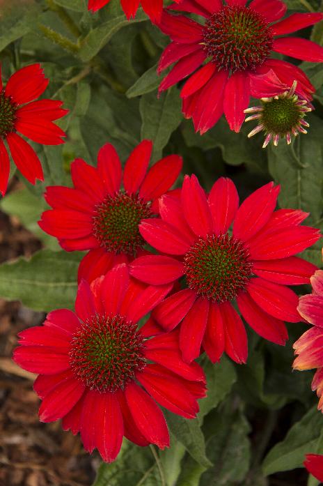 Coneflower – Red #1 - Jerry's Landscape Nursery