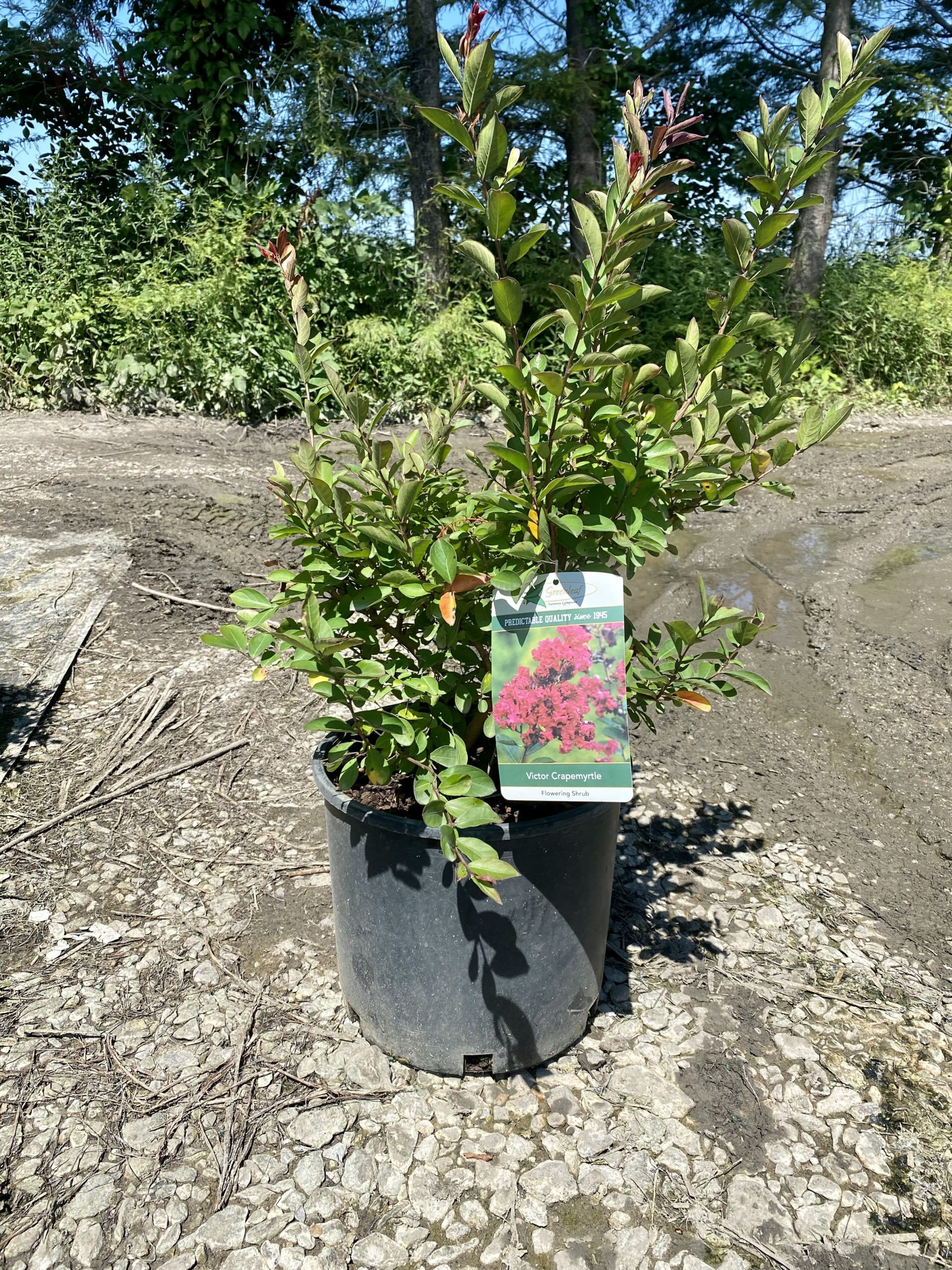Crape Myrtle – Dwarf Victor Red #3/#5 - Jerry's Landscape Nursery