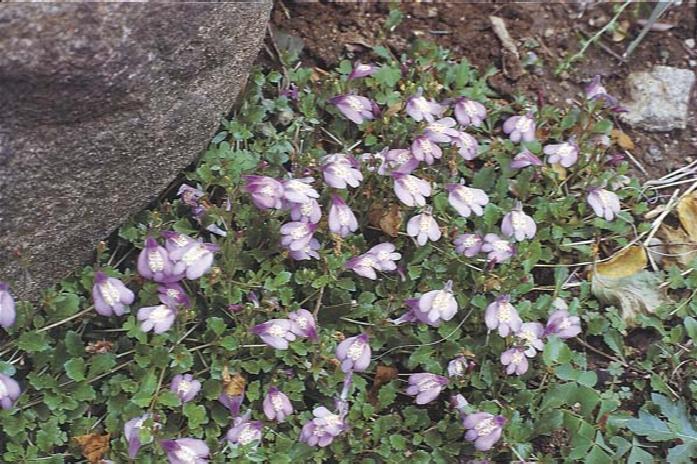 Creeping Mazus 3.5′ - Jerry's Landscape Nursery