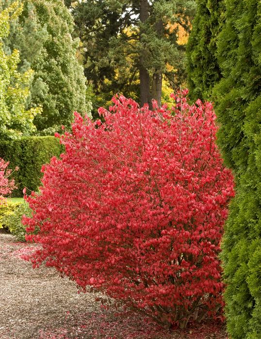 Euonymus – Little Moses #5 - Jerry's Landscape Nursery