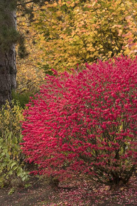 Euonymus – Alatus Compacta (Various Sizes) - Jerry's Landscape Nursery