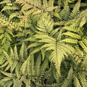 Fern #1 - Jerry's Landscape Nursery