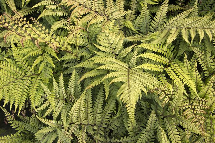 Fern #1 - Jerry's Landscape Nursery