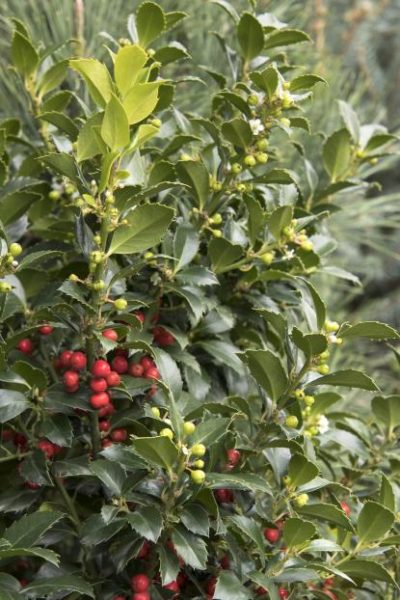 Ilex – Castle Spire #5 - Jerry's Landscape Nursery