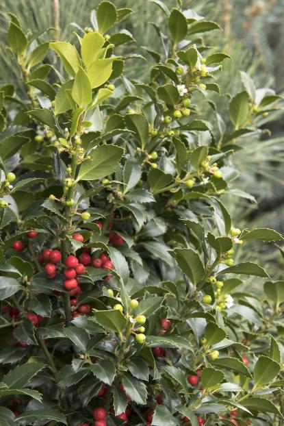 Ilex – Castle Spire #5 - Jerry's Landscape Nursery