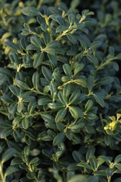 Ilex – Soft Touch #3 - Jerry's Landscape Nursery