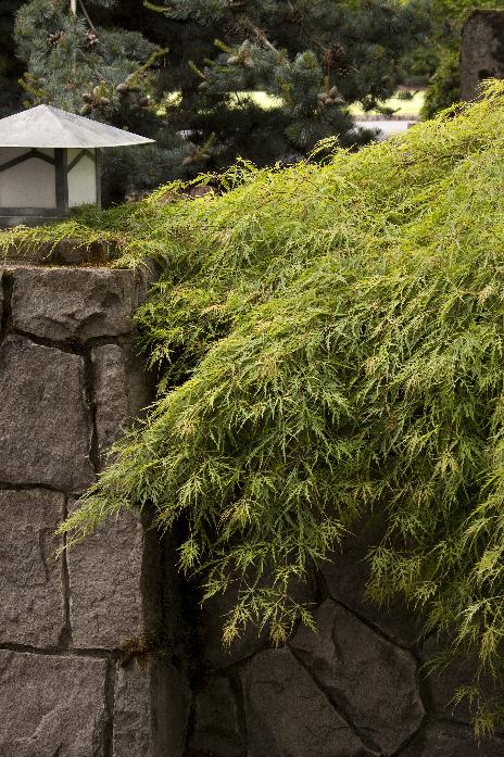 Japanese Maple – Waterfall (Various Sizes) - Jerry's Landscape Nursery