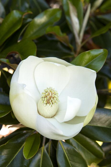 Magnolia – Little Gem (Various Sizes) - Jerry's Landscape Nursery