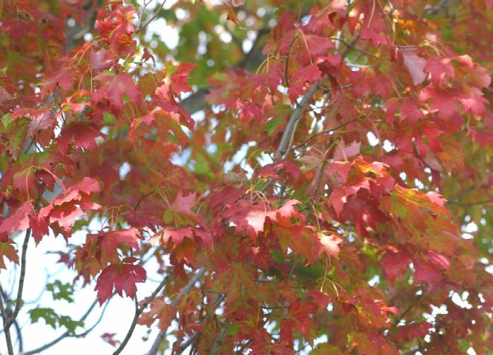 Maple – Armstrong Maple 2″ - Jerry's Landscape Nursery