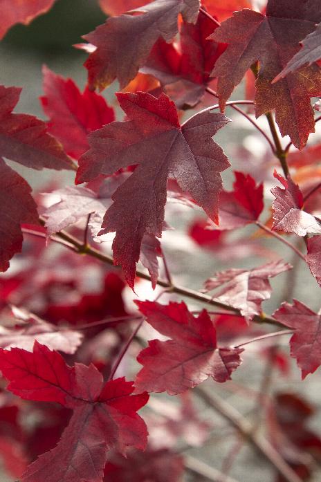 Maple – Autumn Blaze (Various Sizes) - Jerry's Landscape Nursery