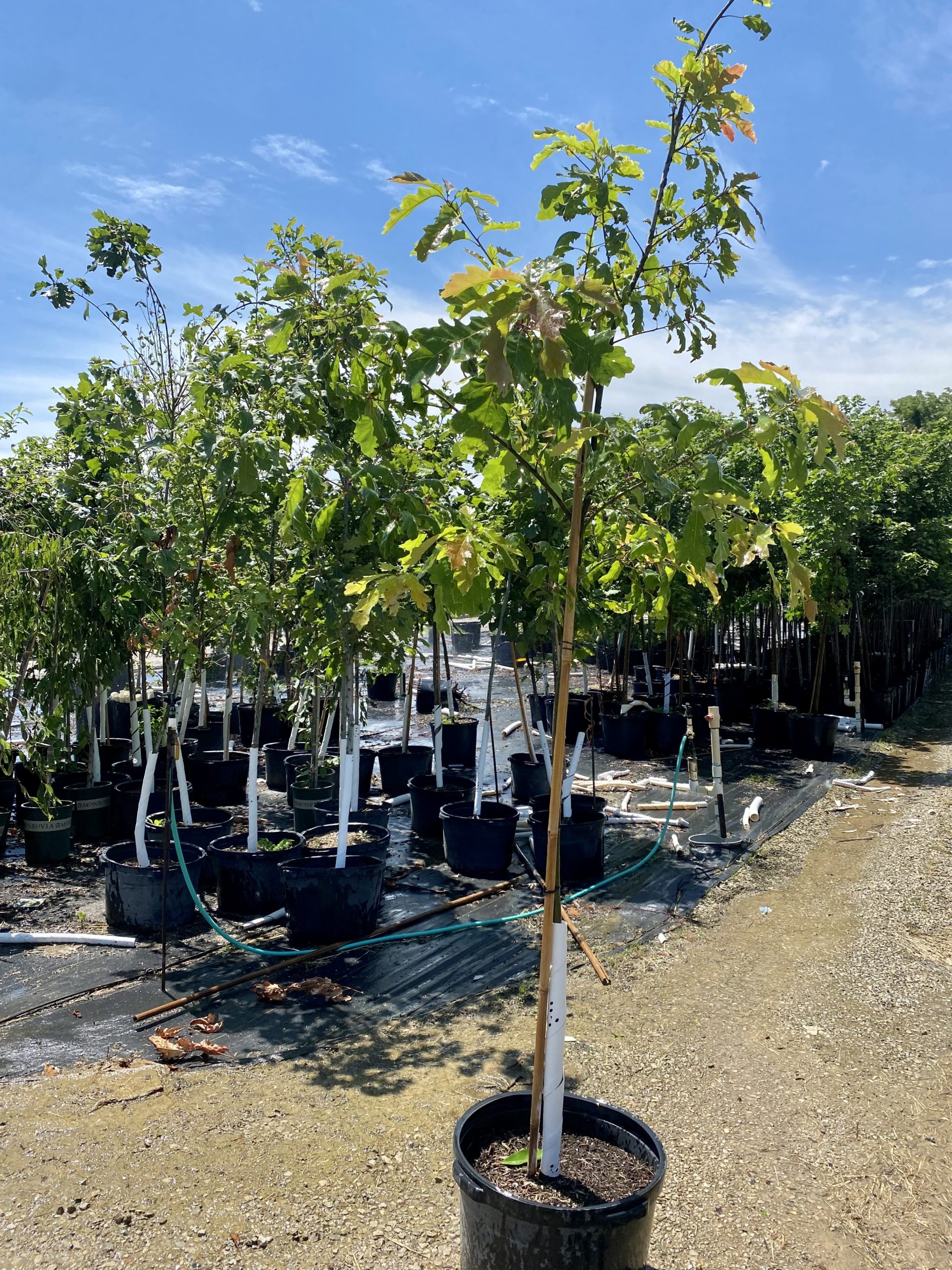 Red Oak B&B (Various Sizes) - Jerry's Landscape Nursery