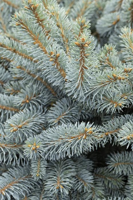 Spruce – Globe Blue (Various Sizes) - Jerry's Landscape Nursery
