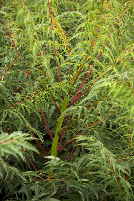 Sumac – Cutleaf Staghorn #5 - Jerry's Landscape Nursery