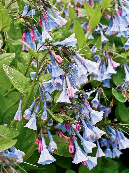Virginia Blue Bell – Quart - Jerry's Landscape Nursery